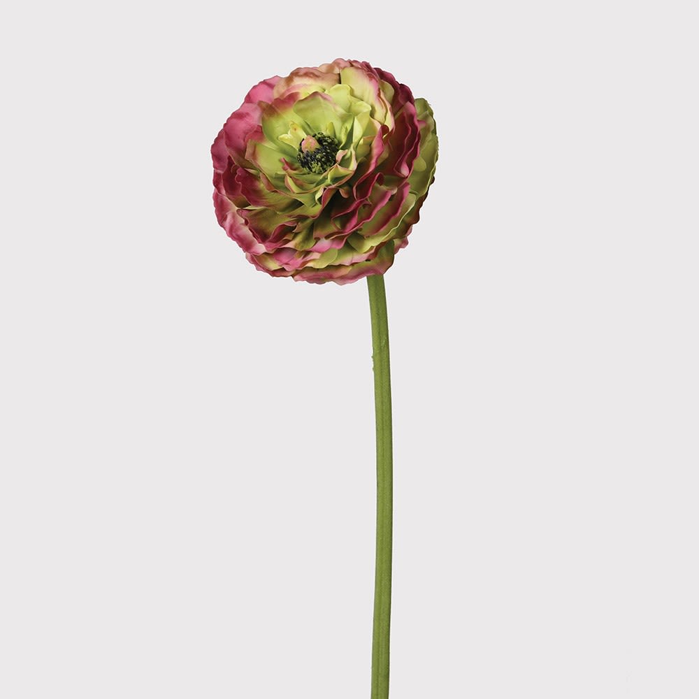 'Real Feel' Pink & Green Ranunculus - Stems & Son