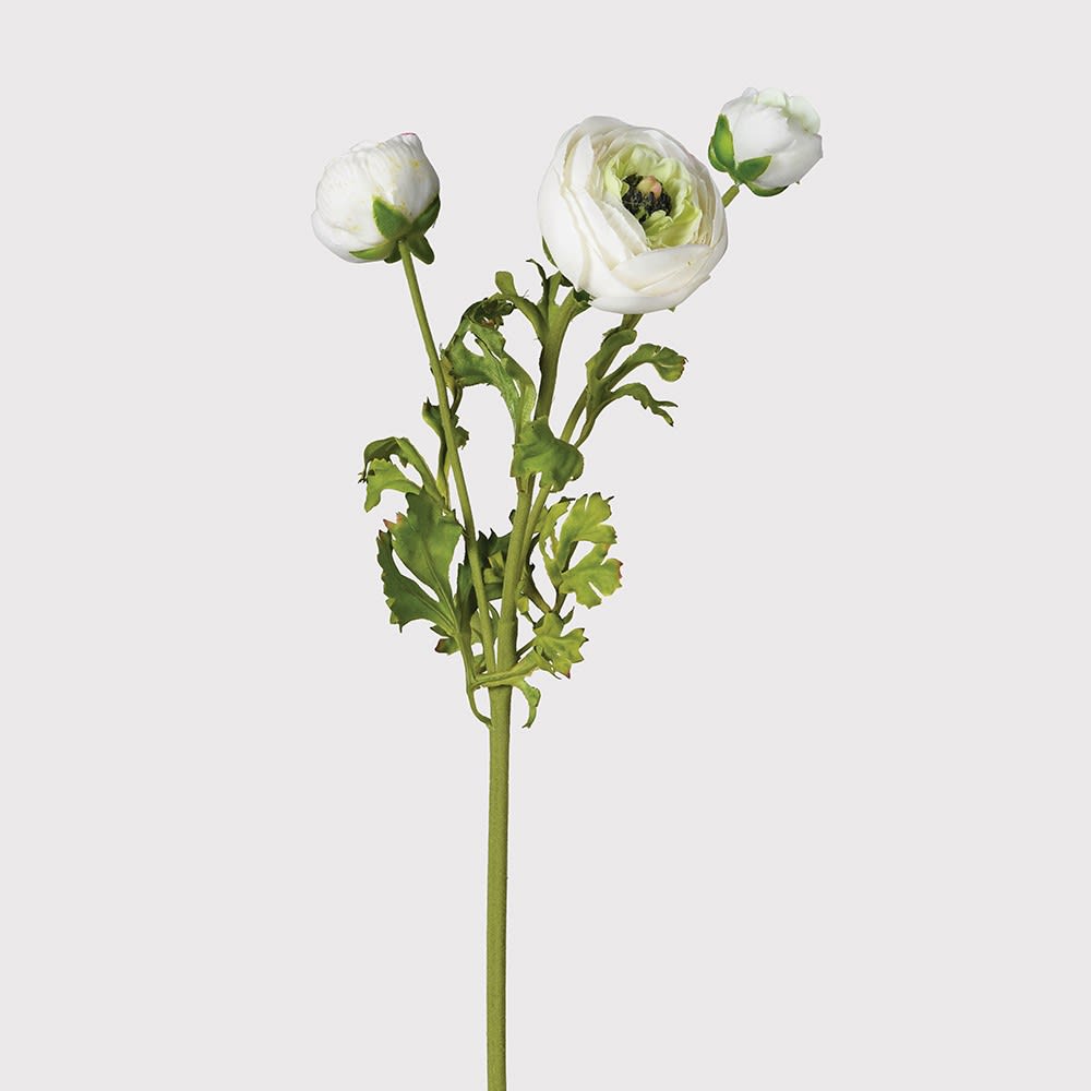 'Real Feel' White Ranunculus - Stems & Son